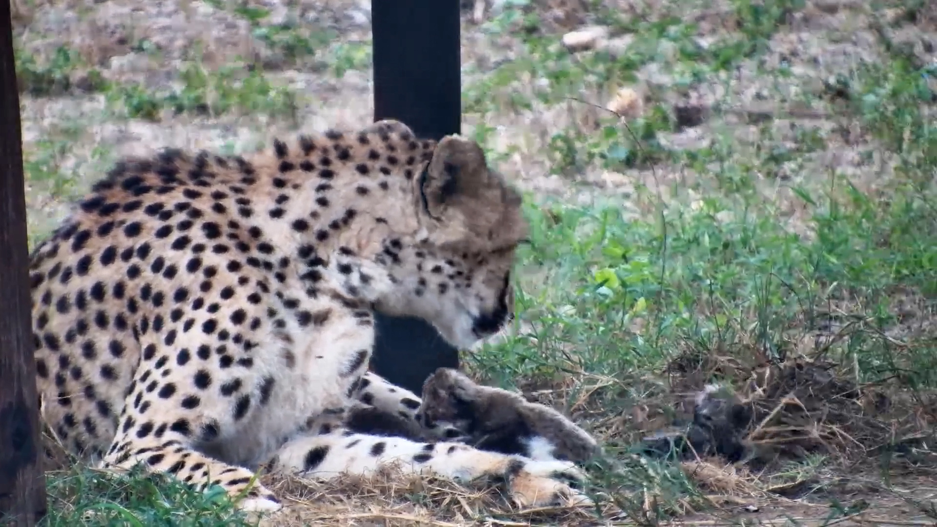 Watch Africa's wildlife Live - live streaming cameras from Africa's ...