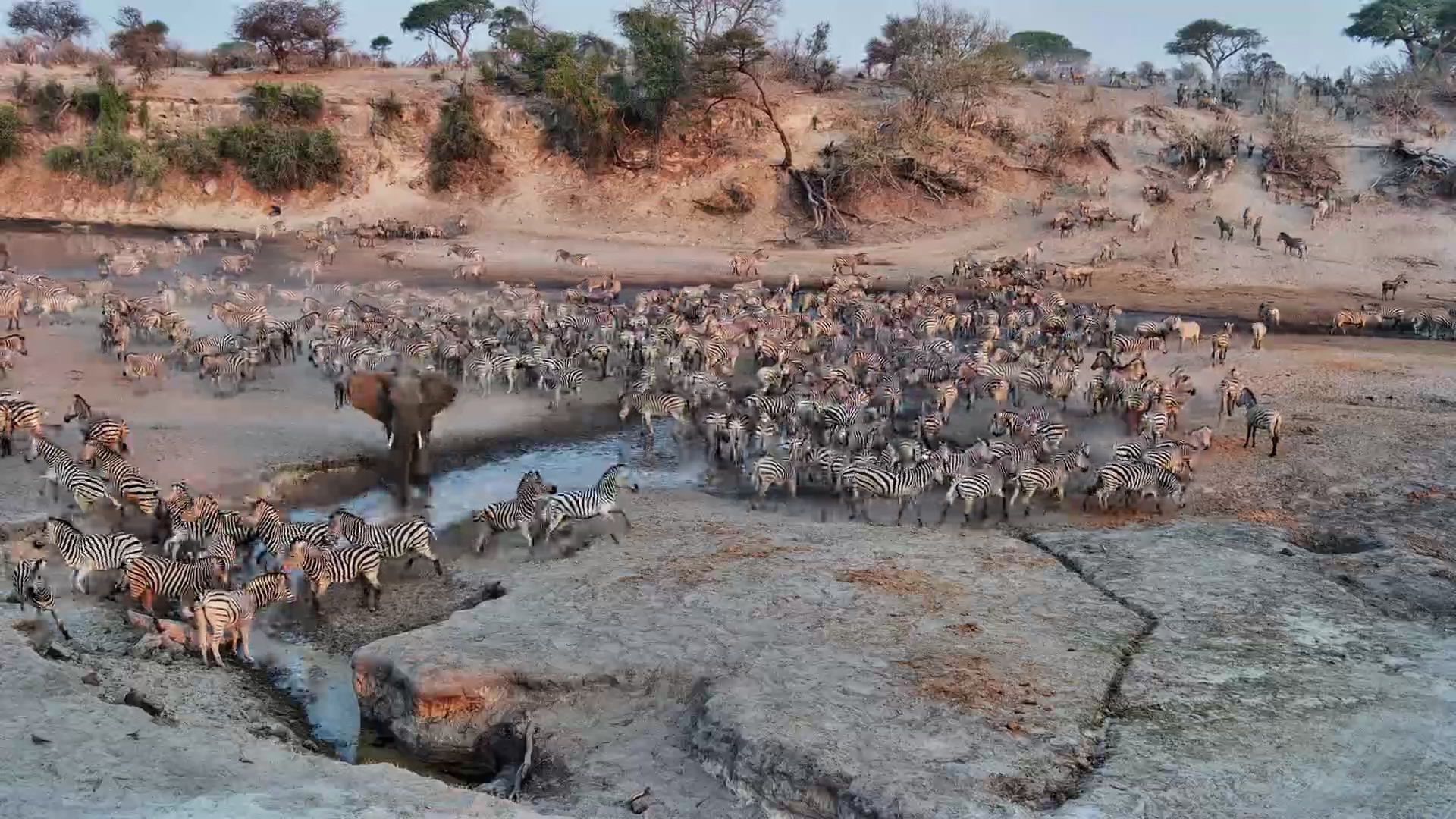 Camelthorn - Zebra Migration | Botswana