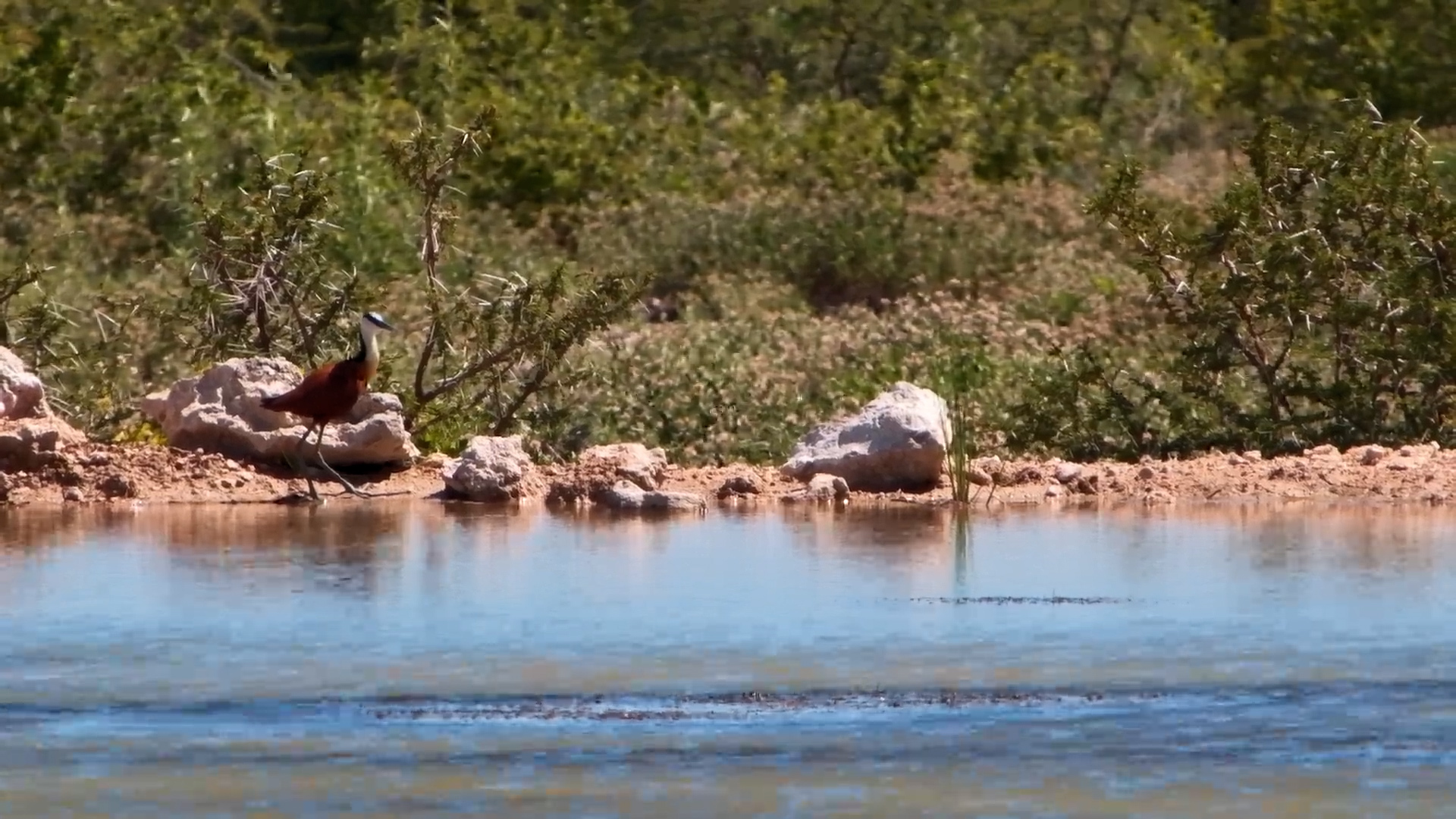 Onguma - The Fort - Africam