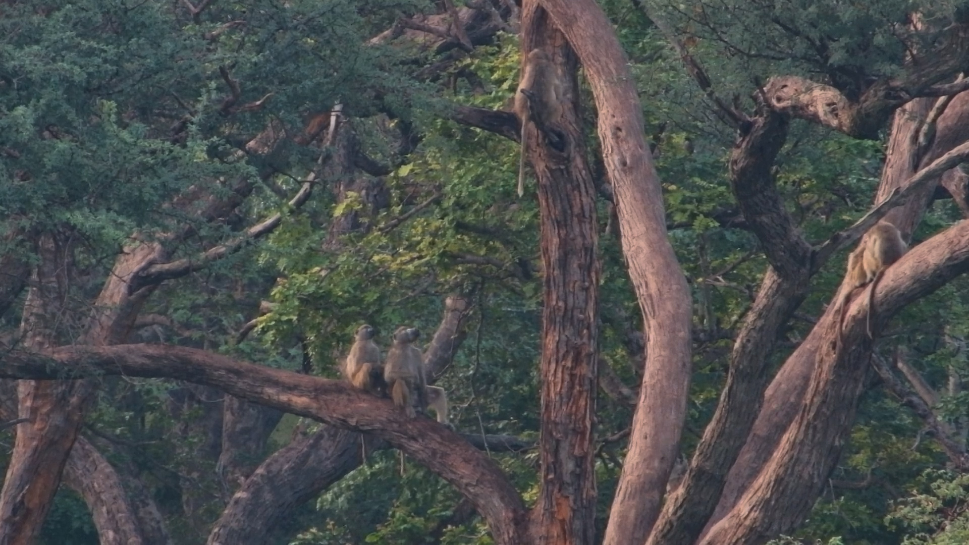 Hwange Live stream - Africam Live camera, Hwange, Zimbabwe