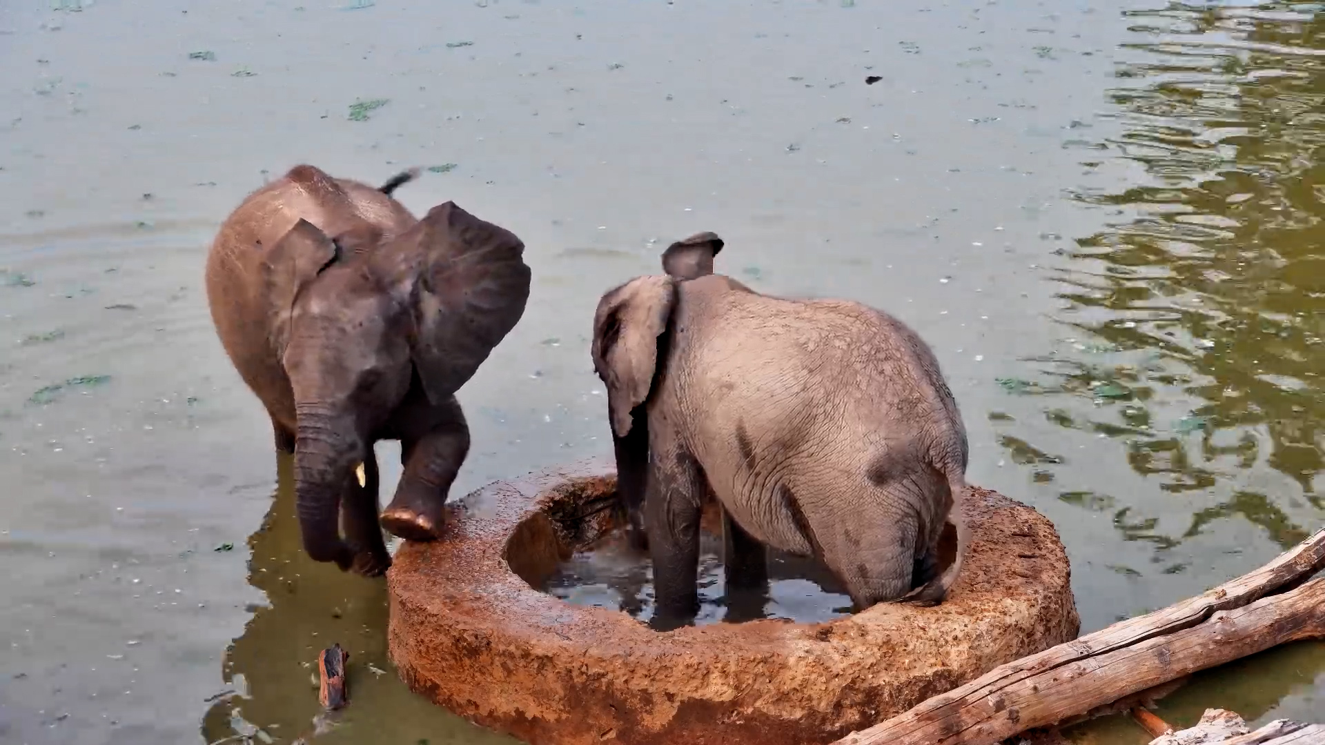 Elephant Pan Live Stream - Africam live camera, Khwai, Botswana