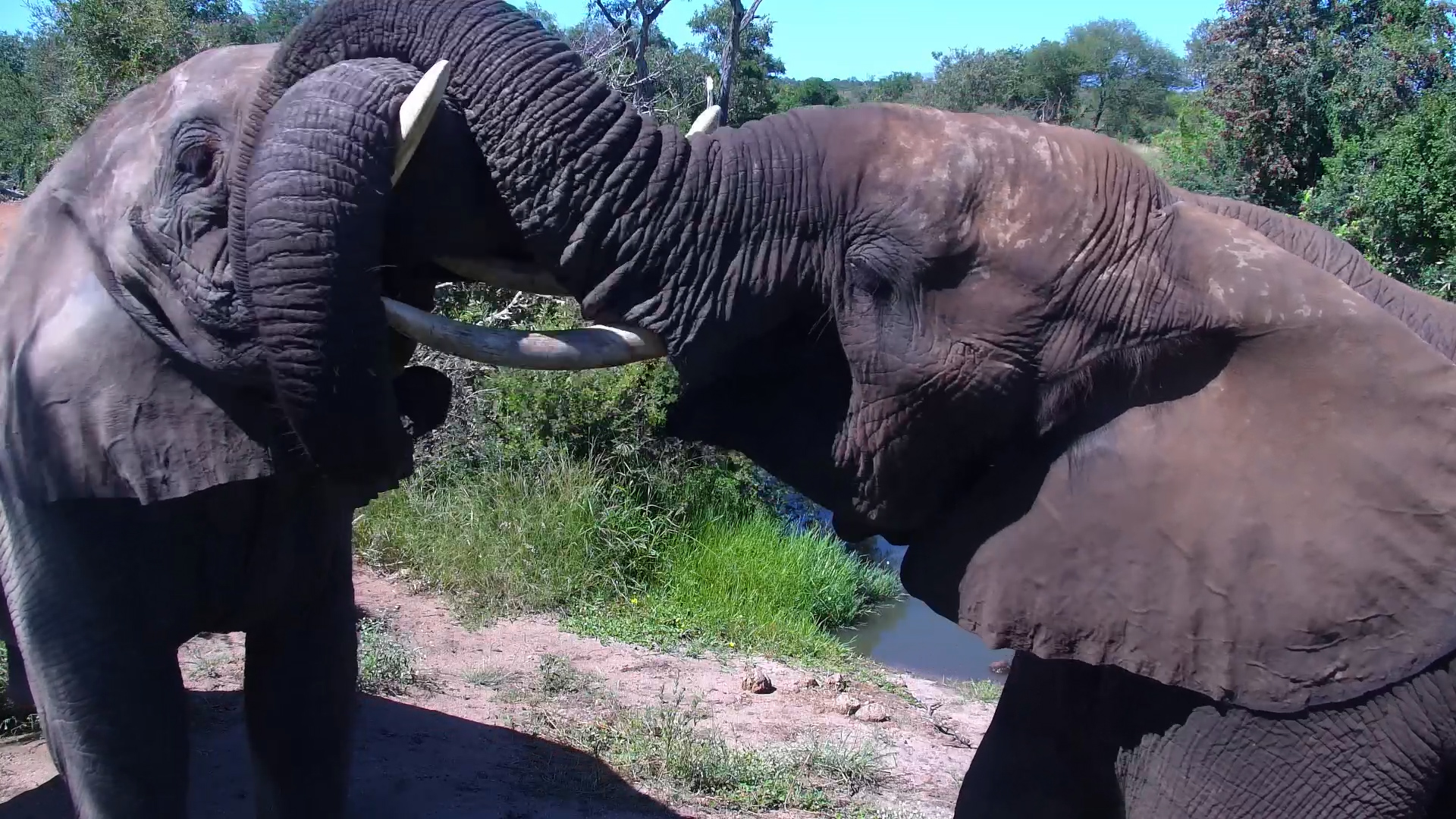 Naledi Bush Lodge Live streams - Africam live cameras situated within ...