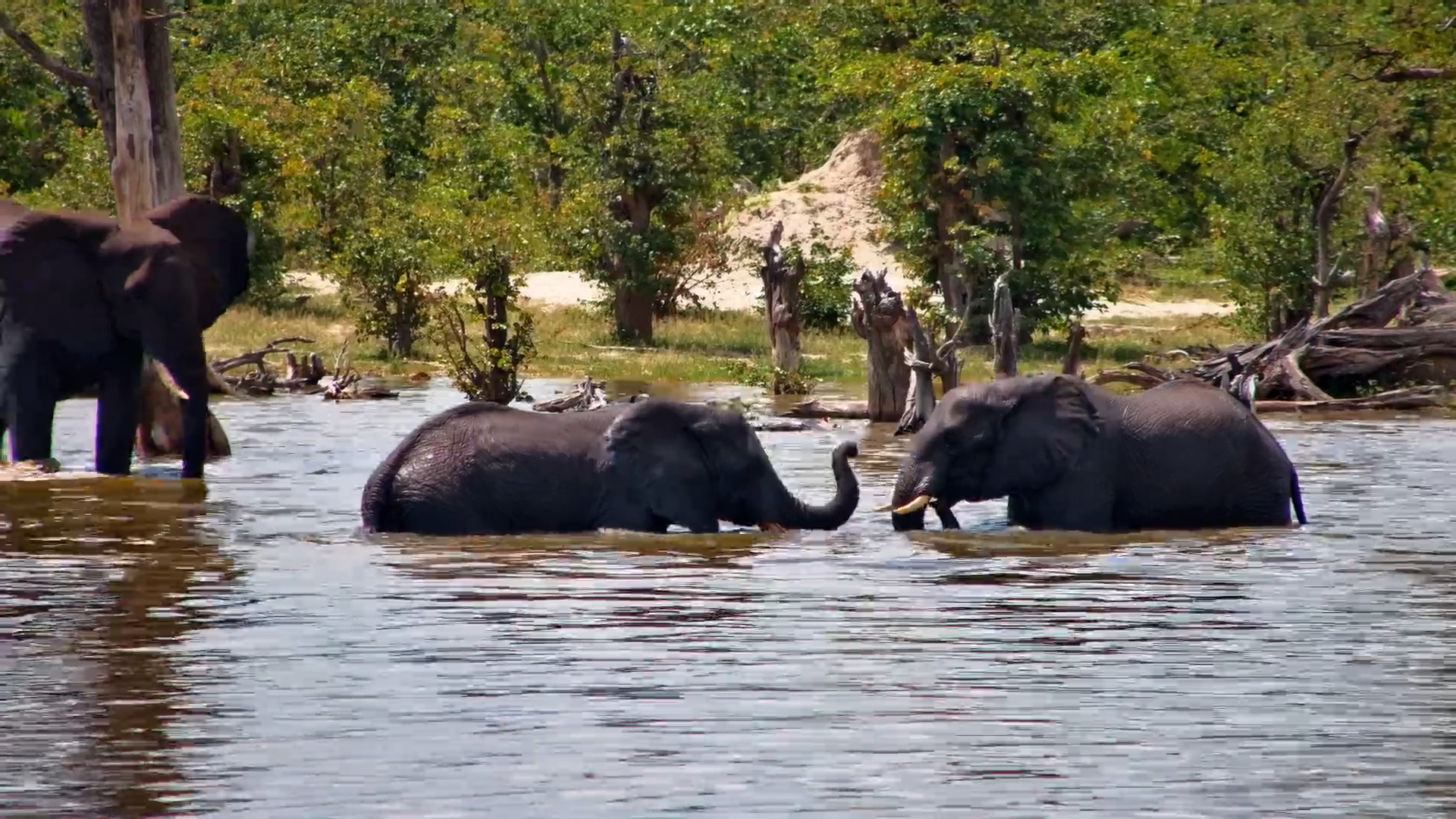 Elephant Pan Live Stream - Africam live camera, Khwai, Botswana