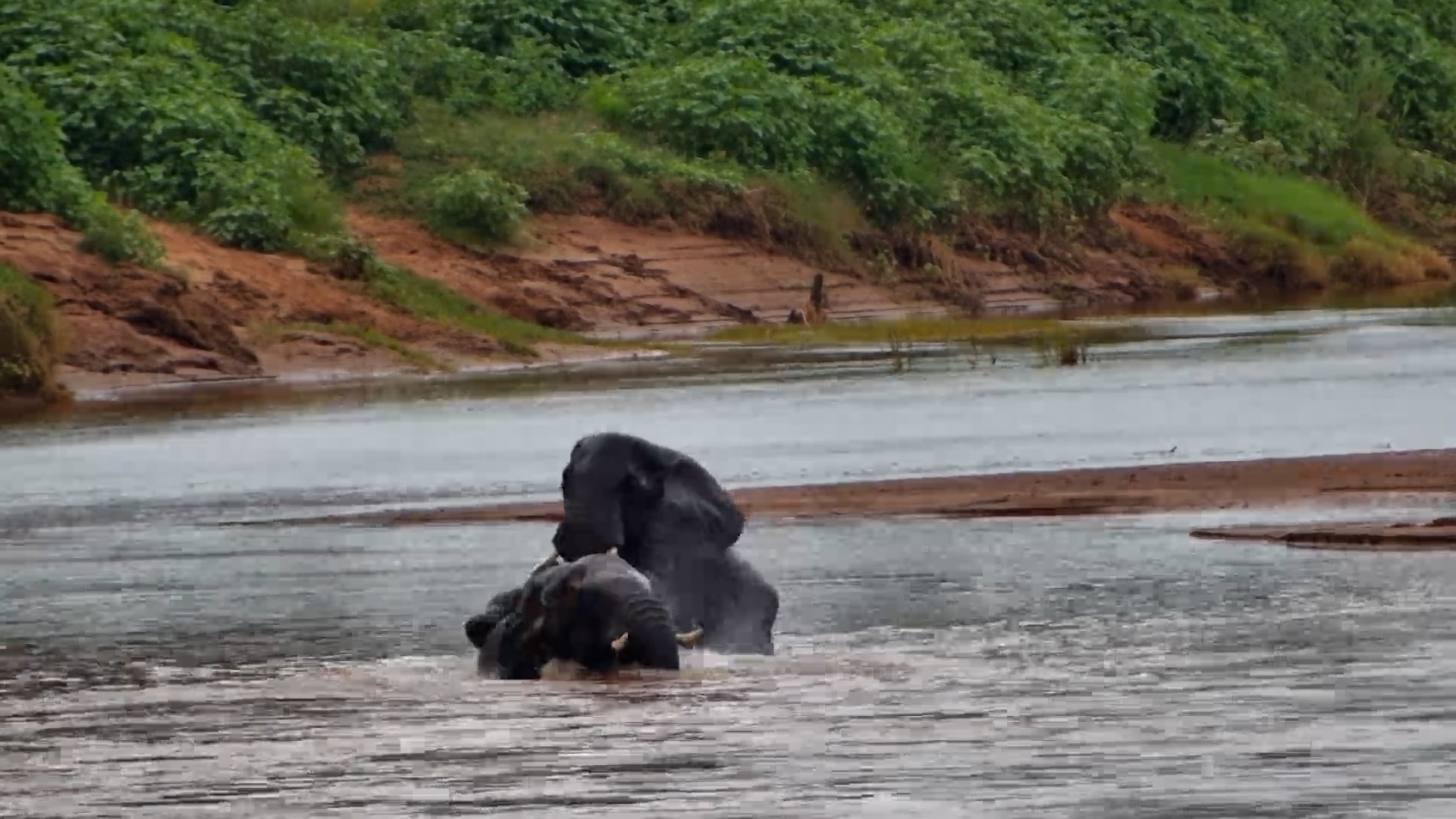 Naledi Bush Lodge Live streams - Africam live cameras situated within ...