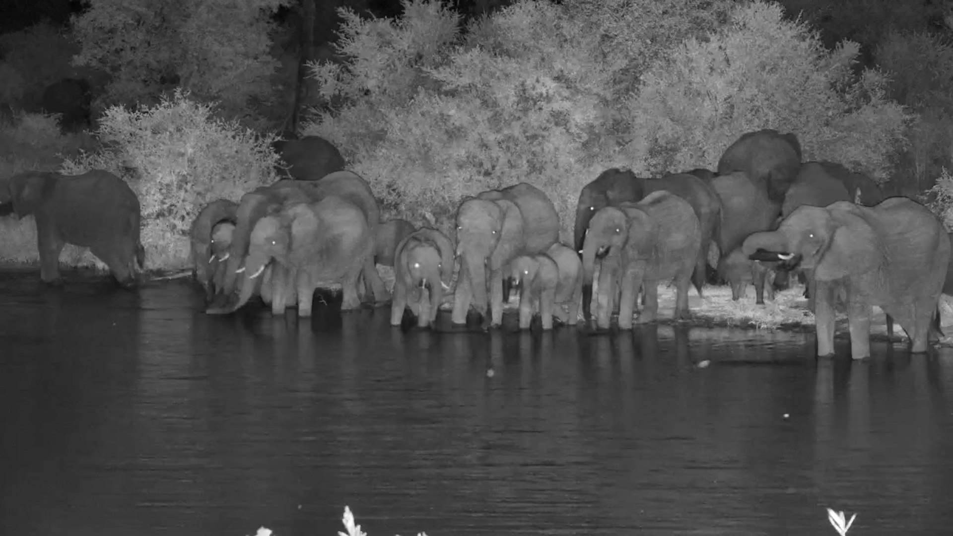 Tembe Elephant Park Live Stream - Africam live camera based in ...