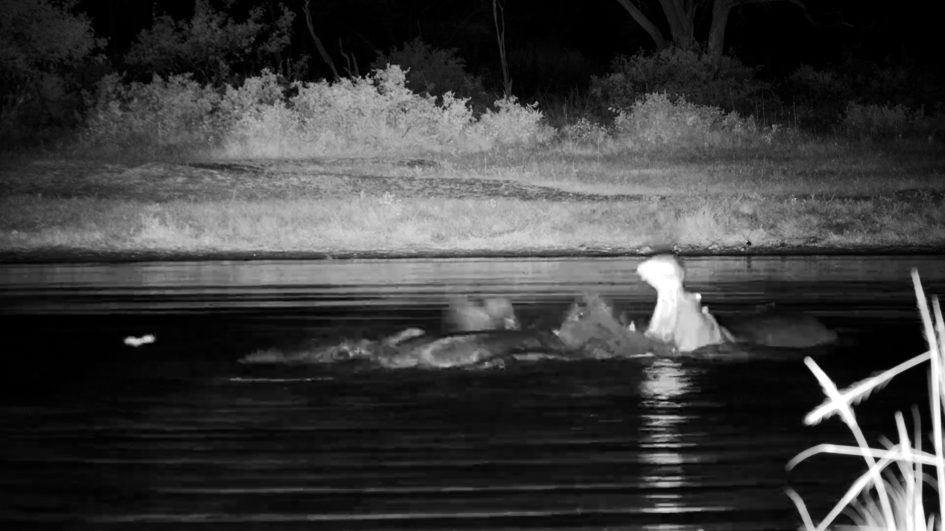 The Hide Live stream - Africam live camera | The Hide | Hwange