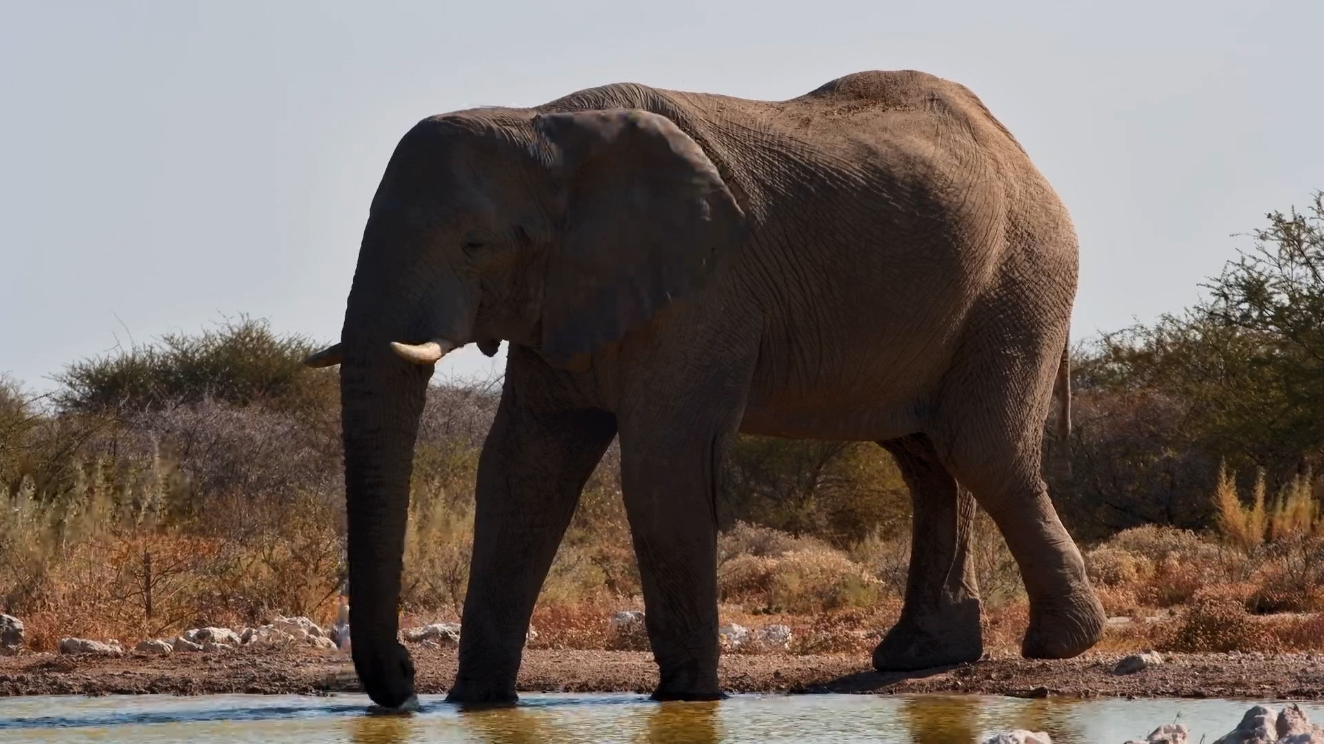 Watch Africa's wildlife Live - live streaming cameras from Africa's ...