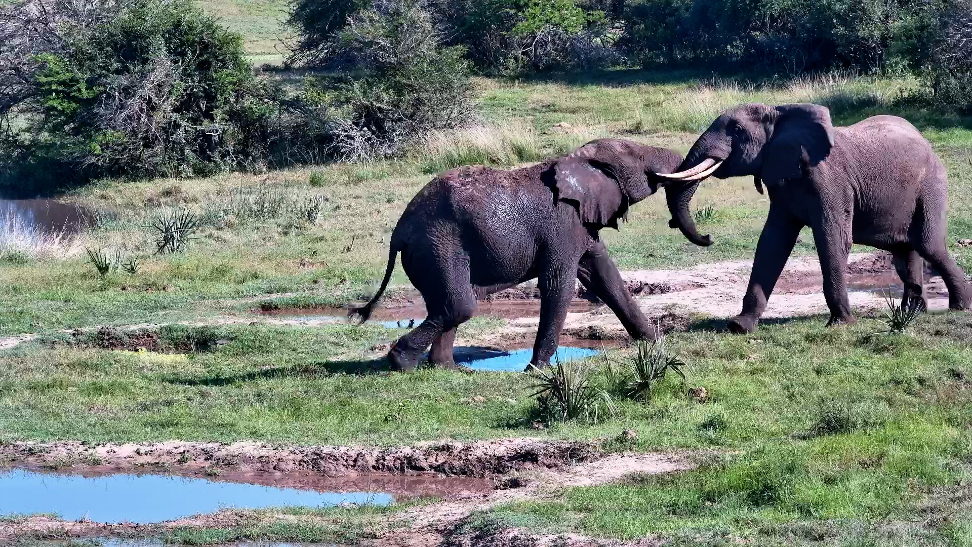 Tembe Elephant Park Live Stream - Africam live camera based in ...
