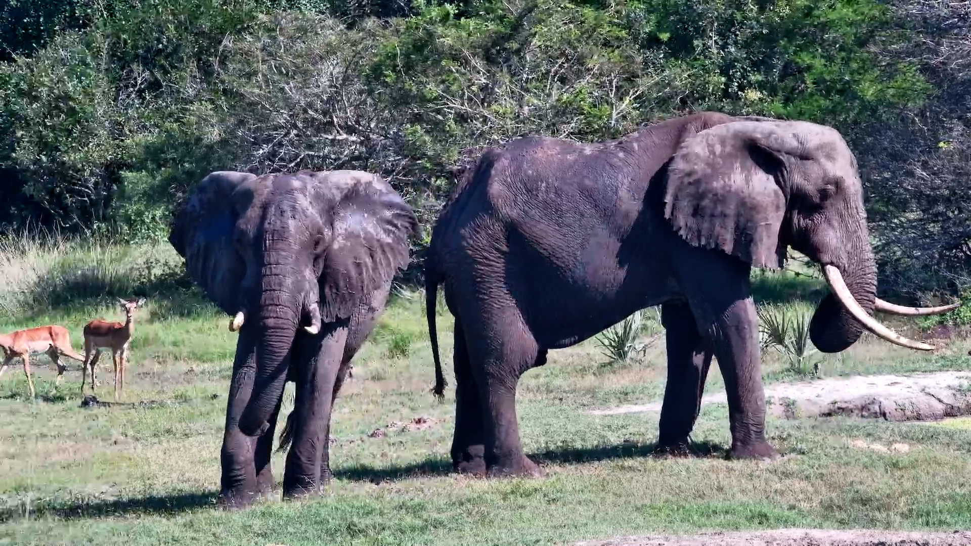 Tembe Elephant Park Live Stream - Africam live camera based in ...