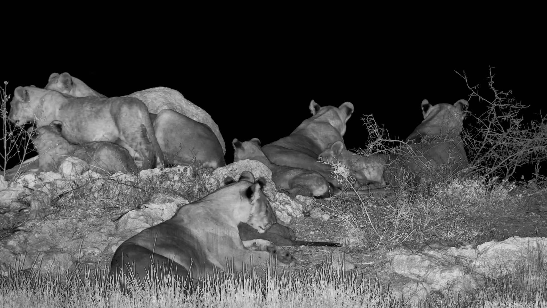 Onguma - The Fort - Africam